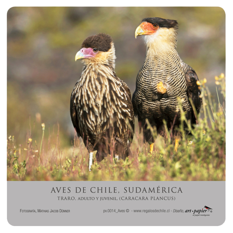 2 Posavasos Aves de Chile - Regalos de Chile